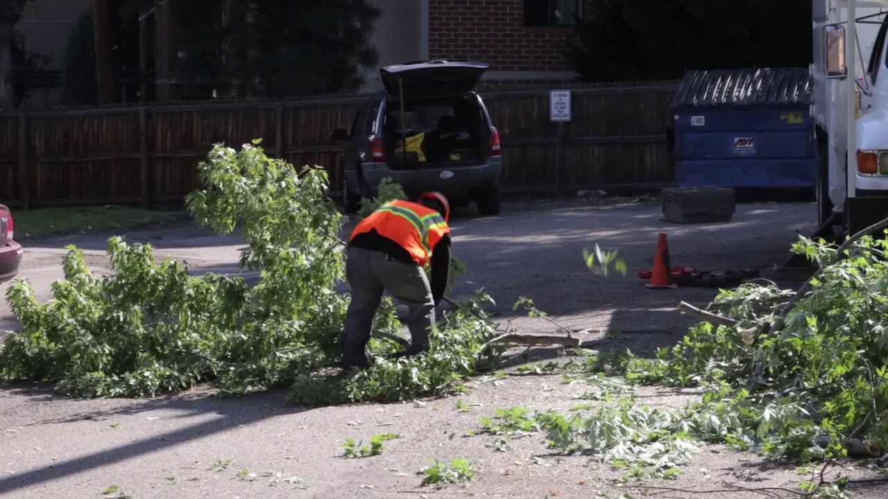 Environmental Tree Care