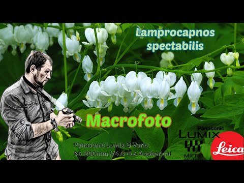 Spring Macro Magic: Flower Photo Analyses With Pro Tips