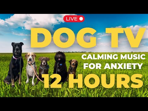 DOG TV: Relax Your Dog