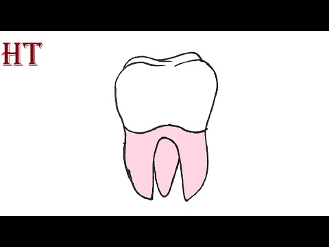 How To Draw A Tooth Step by Step – I'm Youtuber – Follow my videos to ...