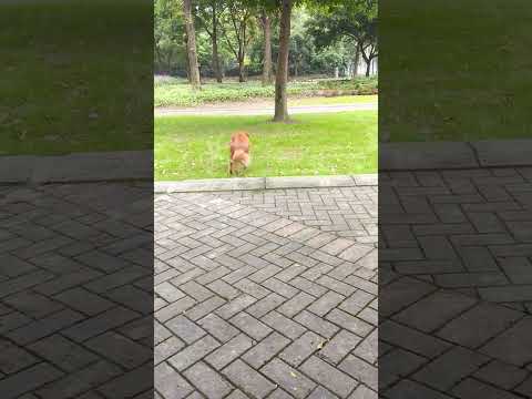 Steam Community :: Video :: kele