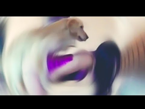 Cats playing with the kids