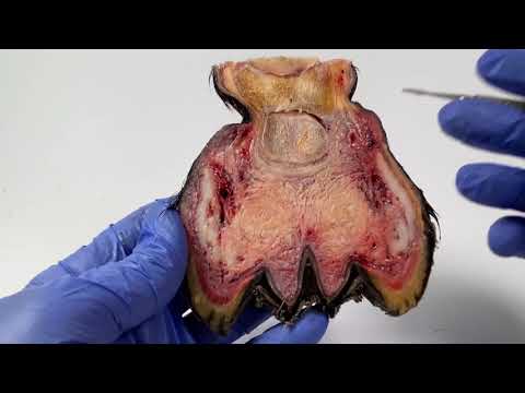 The horses hoof- look inside the back of the frog - a deep frog crack!