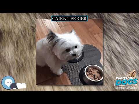 Cairn Terrier πΆπΎ Everything Dog Breeds πΎπΆ