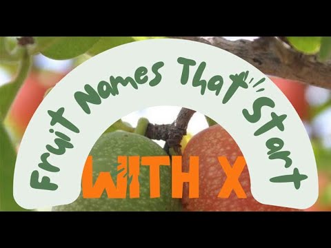 Fruit Names That Start With X