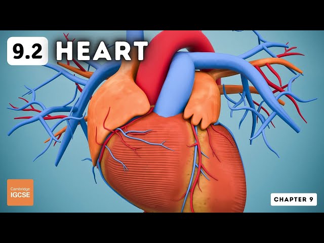 Understanding the Human Heart: Structures, Functions, and Health Risks ...