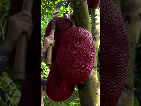 Enjoying life in countryside #harvesting #fruit /red jackfruit #satisfying #natural #nature