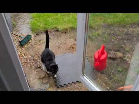 The cats have made a fatal error
