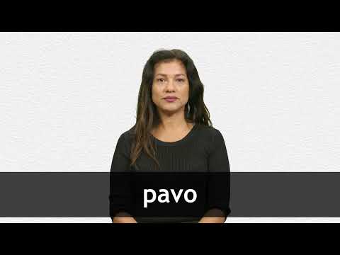 English Translation of “PAVO” | Collins Spanish-English Dictionary