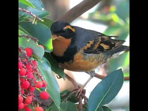 The Varied Thrush is famous for its amazing song--a series of loud, ringing notes