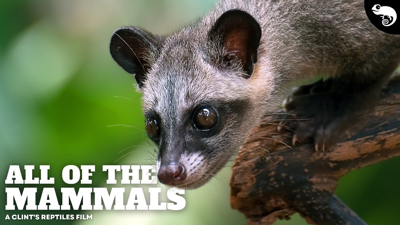 The Most Complete Guide To Mammals Ever Made!