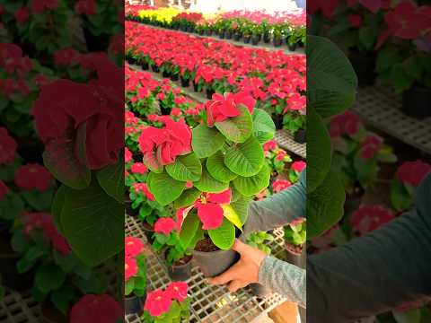 Biggest Plant Nursery of Delhi #nursery #plantnursery #plants #wholesalemarket #cheapest #pots #shop