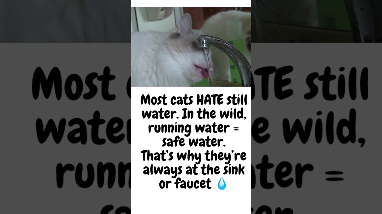 Cat care tips that might surprise you