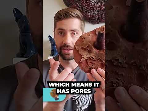 Everything you need to know about REISHI in 30 seconds