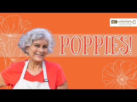 All About Poppies!