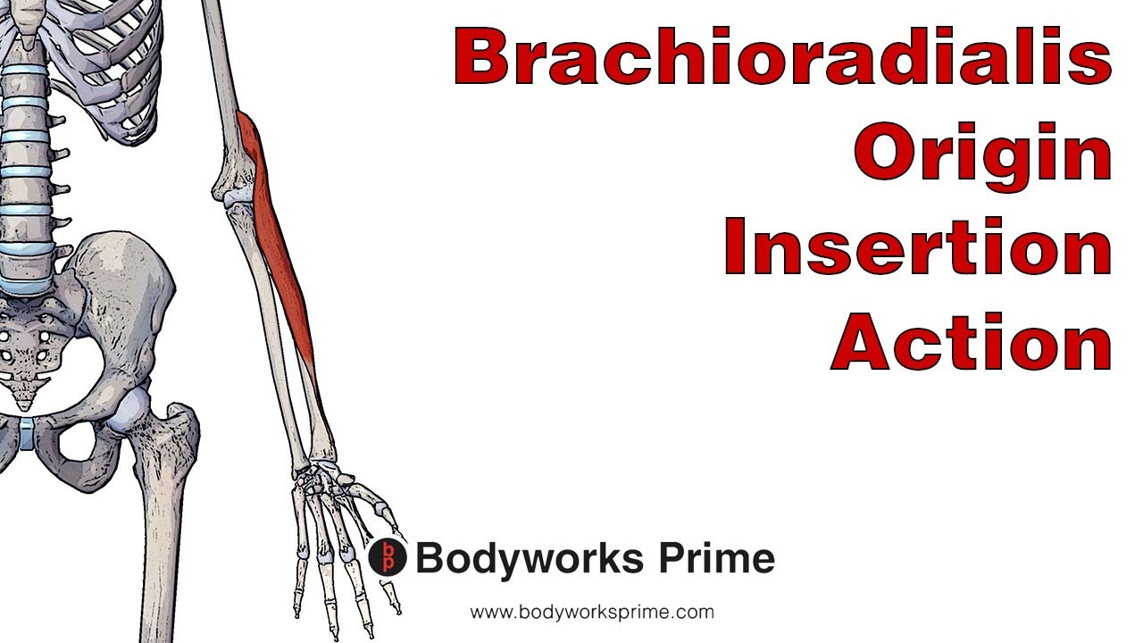Brachioradialis Anatomy: Origin, Insertion & Action