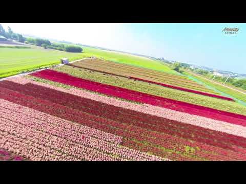 Our Amazing Flower Fields | Amazing Astilbe