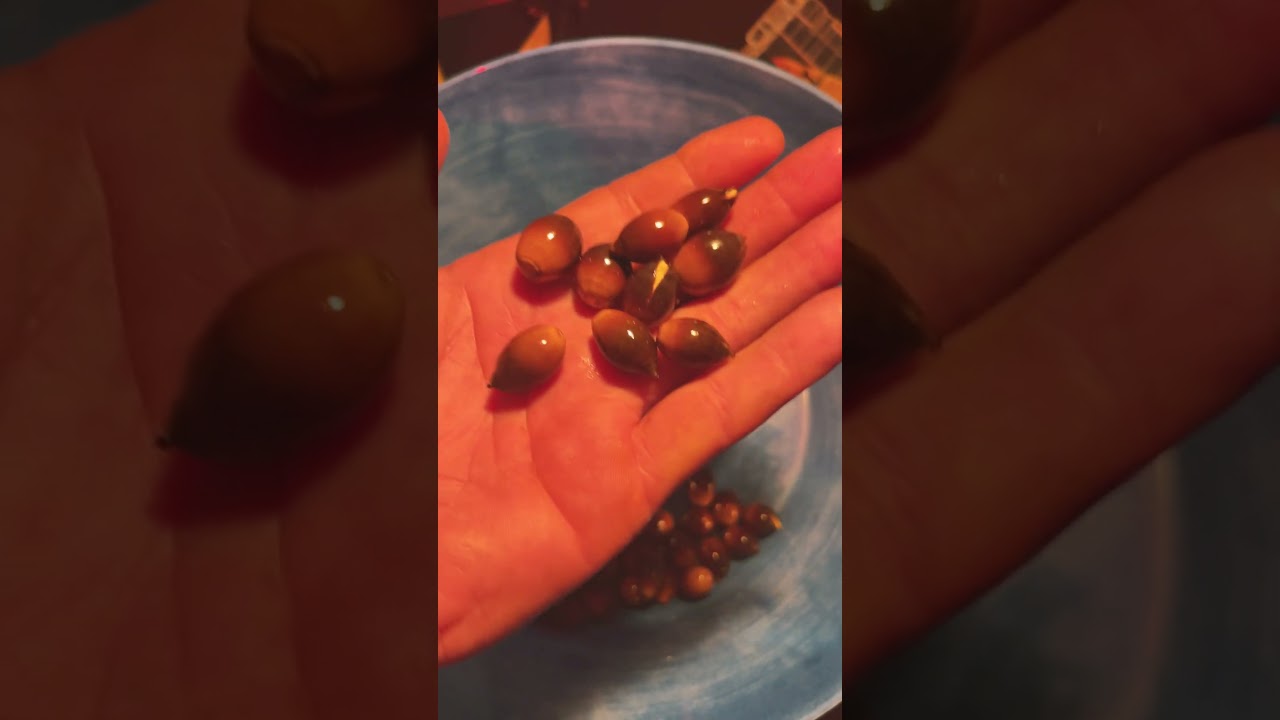Cold stratification for propagation of Live Oak’s and other seeds
