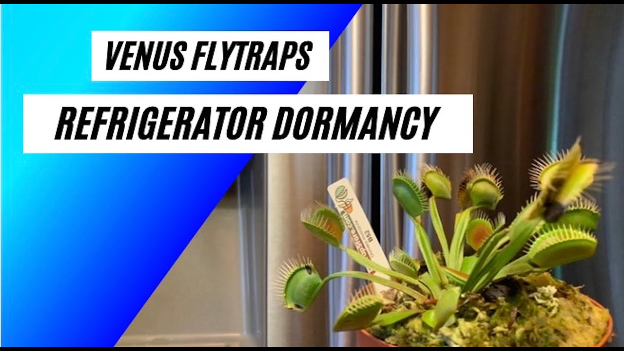 Venus Flytrap Care - Refrigerator Dormancy Method