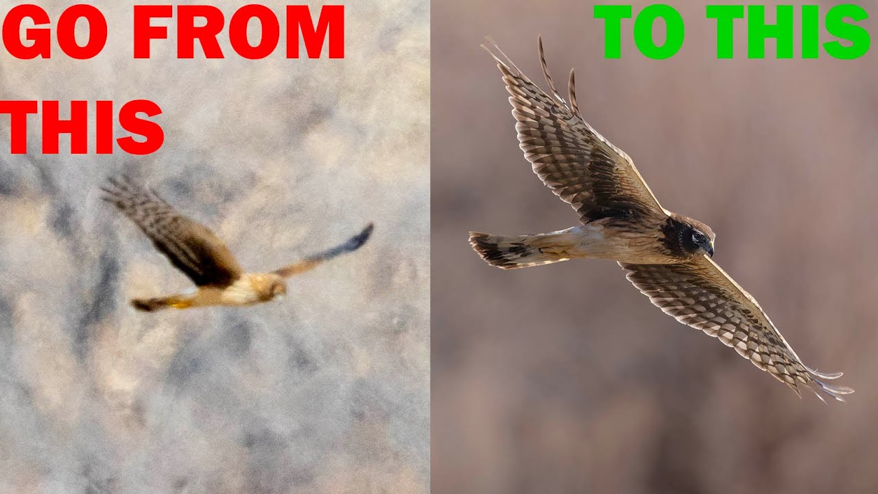 This destroys more wildlife images than anything else