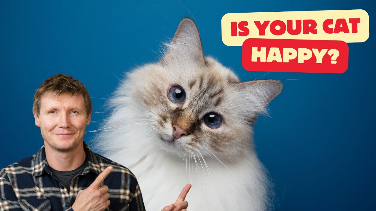 Is YOUR Cat Happy? Here's how to tell!