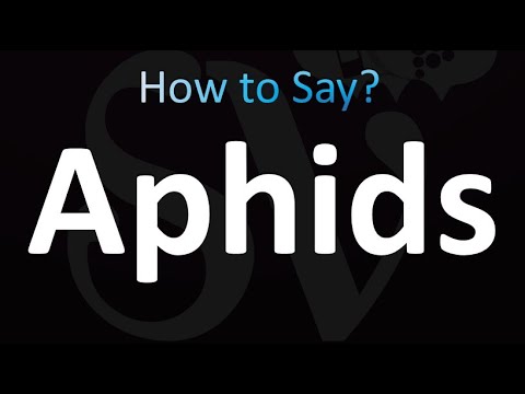 How to Pronounce Aphthous (Correctly!)