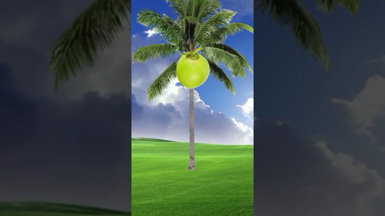 The coconut palm is species of palm tree, Cocos nucifera,