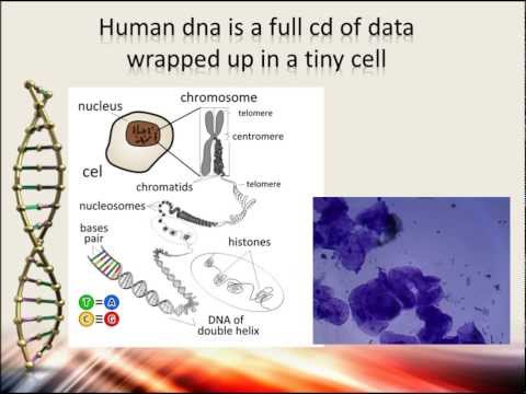 Human and chimpanzee dna differs only 2%! | Geodetective