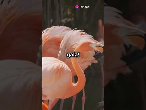 Why a Group of Flamingos is Called a 'Flamboyance'!
