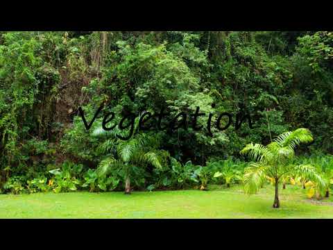How to Pronounce Vegetation?