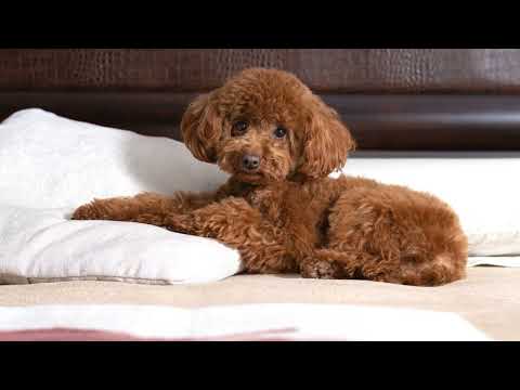 Know and Understand your: POODLE