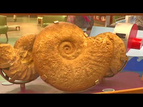 FMNH 5 Cephalopods
