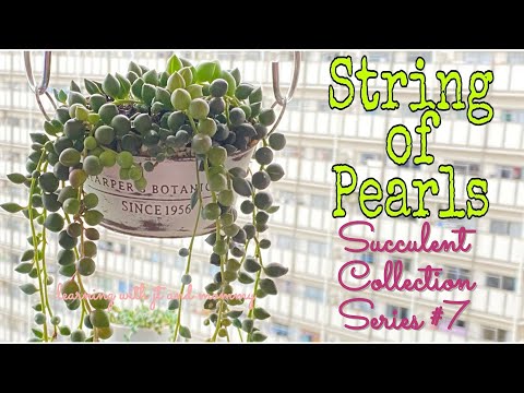Succulent Collections Series 7 | String of Beads | String of Pearls | #shorts