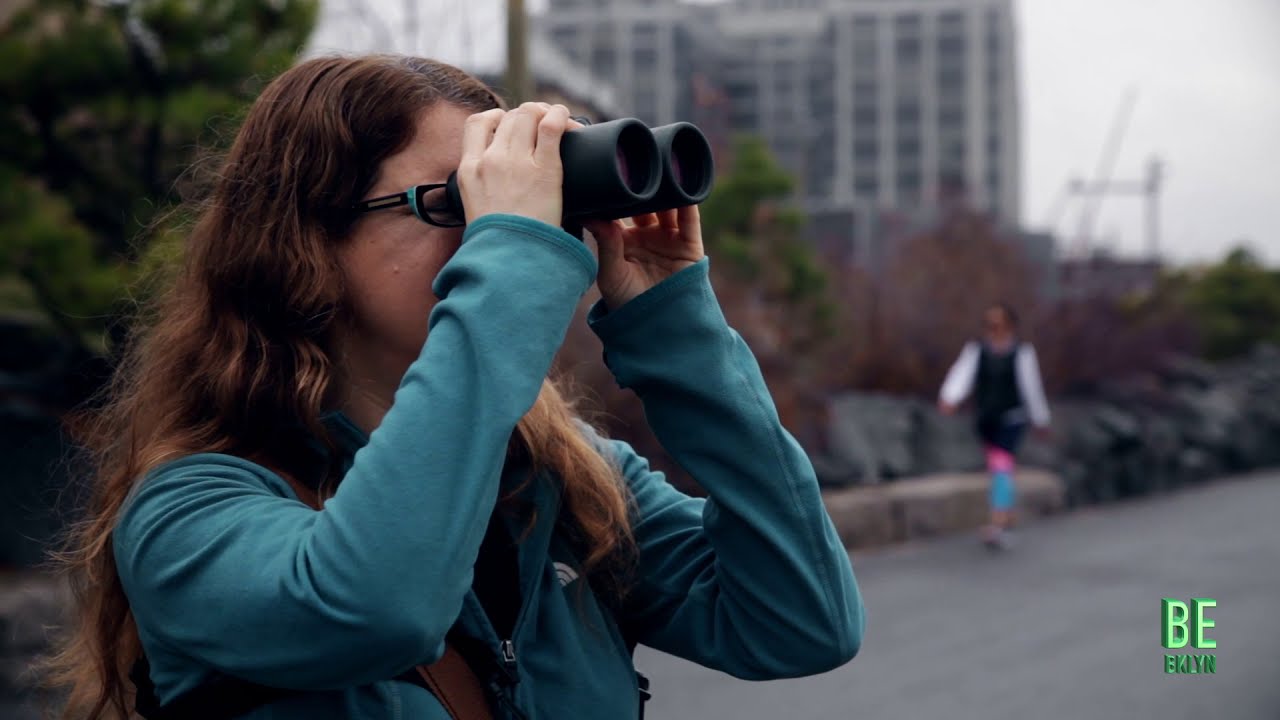 Meet the birdwatcher of Brooklyn Bridge Park