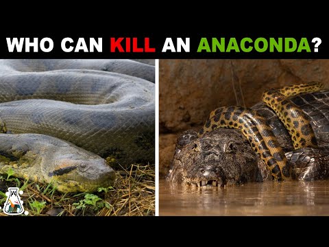 7 Animals That Could Defeat An Anaconda