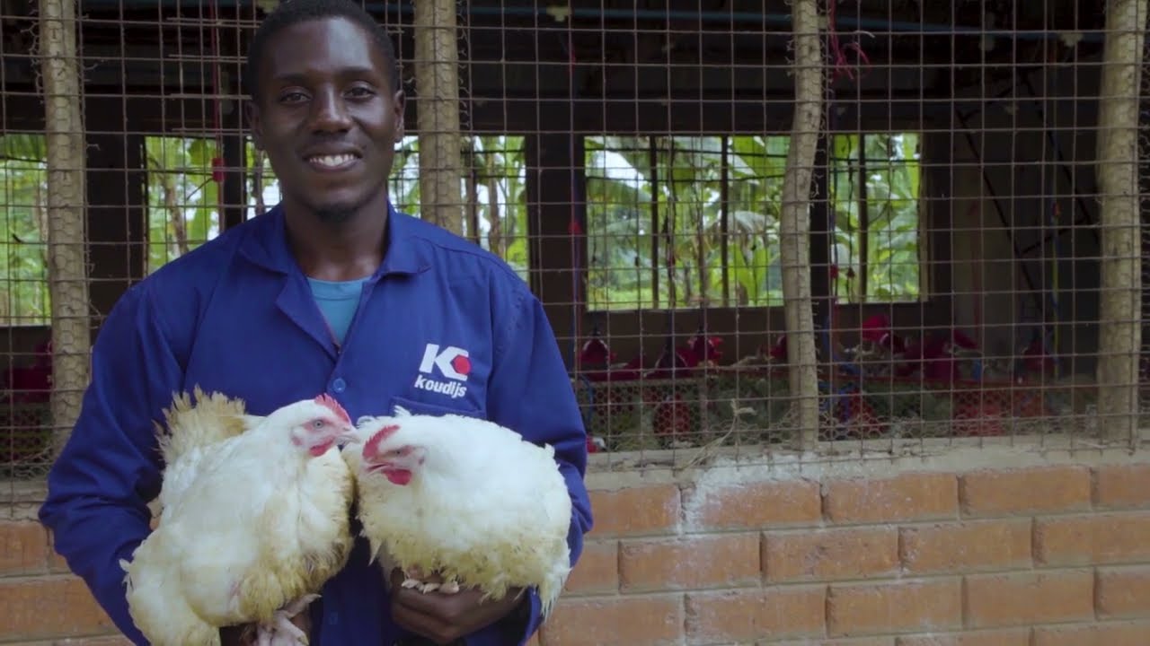 Farm Up, with Koudijs! - broilers feeding management