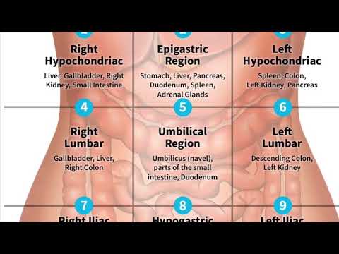 the nine ( 9 ) regions of the abdomen