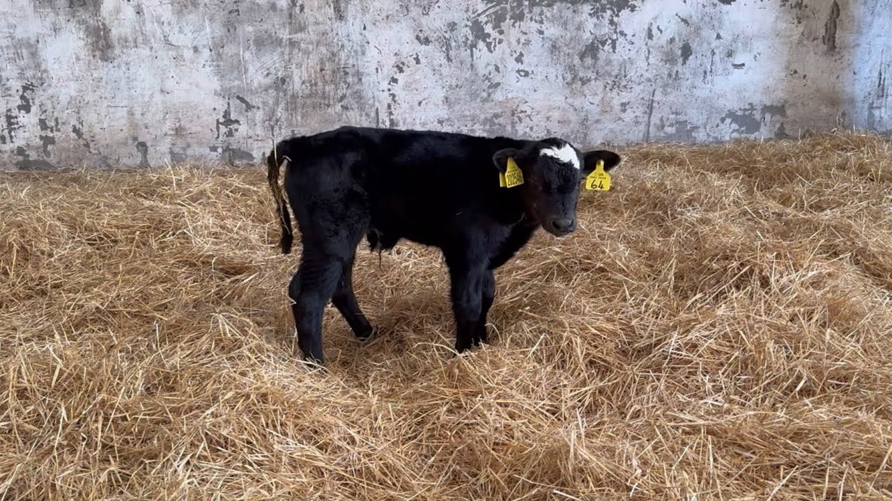 First calves on the farm