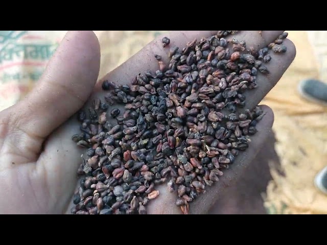 Medicinal Crop Seeds - Babul Fali Seeds Manufacturer from Neemuch