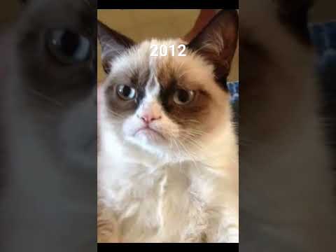 meme animals that died#sad#shorts#memes#doge#pianocat#grumpycat