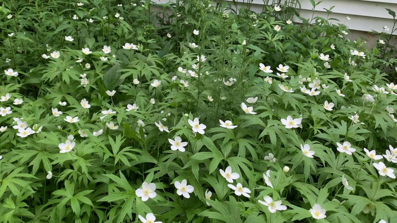 Mondays with Martha #3 - Canada Anemone