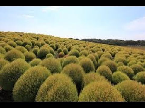 How To Grow Kochia plants/Burning bush From Seeds || seedlin\germination|| with results