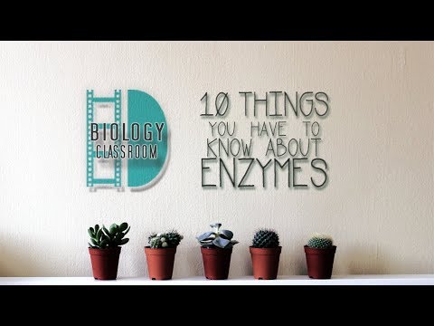 A-Level Biology - 10 things you have to know about Enzymes