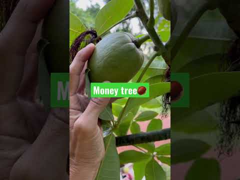 Malabar chestnut flower & nut. Also know as the Money tree.