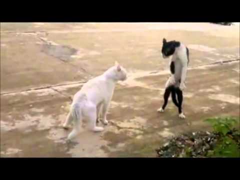 Come At Me Bro (Cat Version) by maniiac_haxz - Meme Center