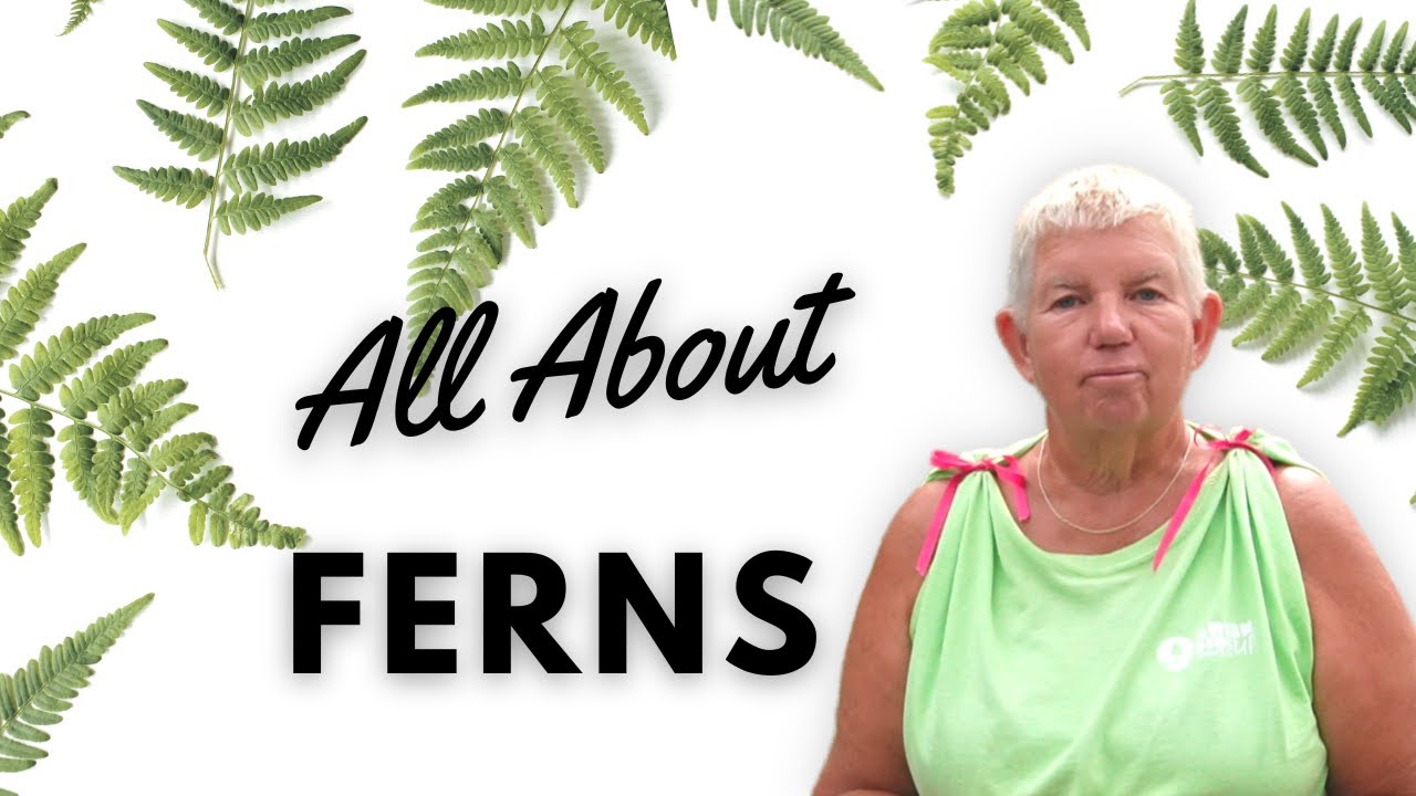 Ferns 101: All About Ferns