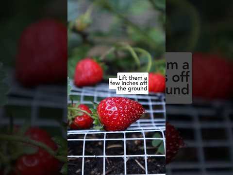 π This Strawberry tip will help you get way more juicy red berries this Summer! #strawberrytips