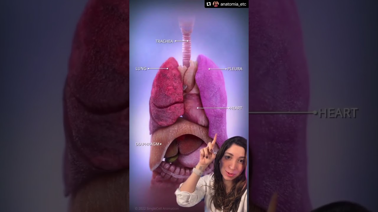 Thoracic and abdominal organs!