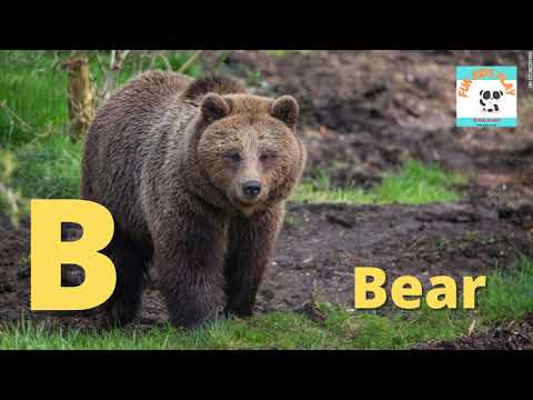 Five Words that Start with B | ABC | Alphabet
