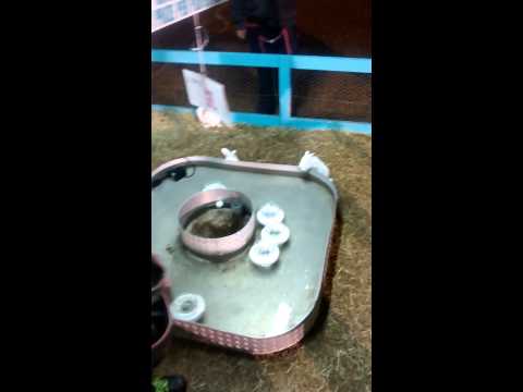 Rabbit Game Northeast Florida Fair 2014
